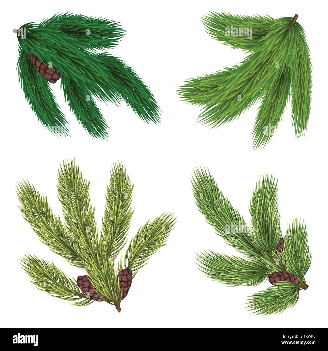Green branches of coniferous trees collection with cones in realistic ...