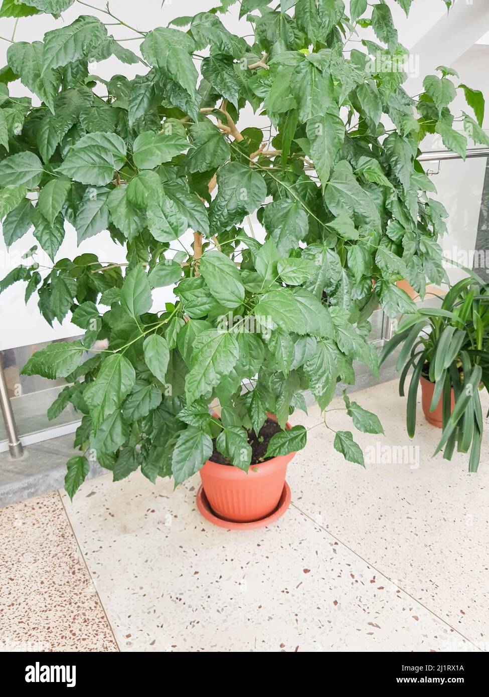 Vertical photo of a houseplant Chinese hibiscus, Chinese rose, Hawaiian ...