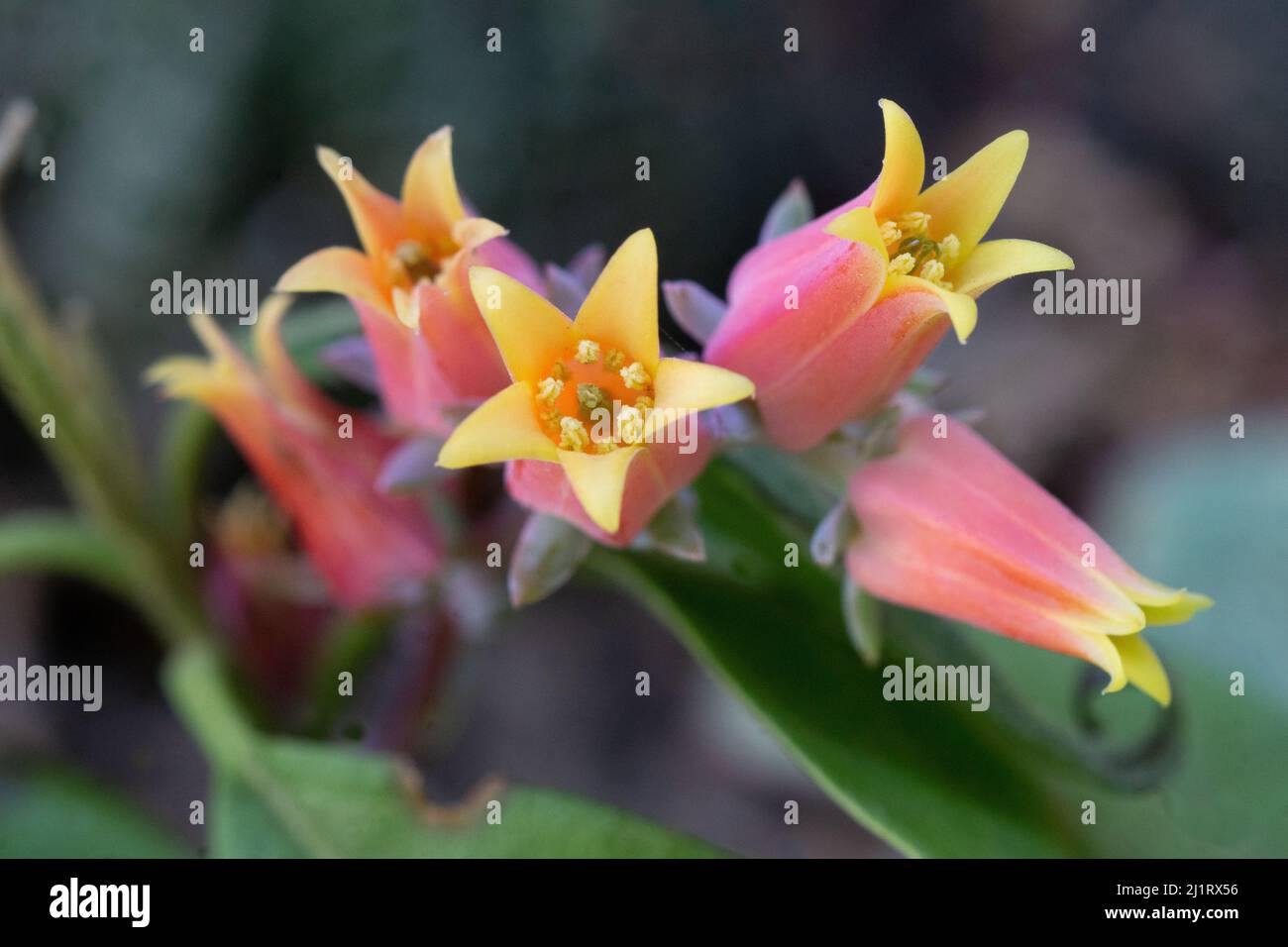 Micro flor hi-res stock photography and images - Alamy