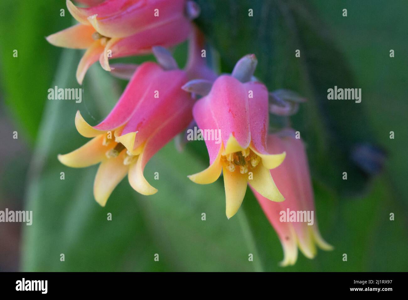 Micro flor hi-res stock photography and images - Alamy