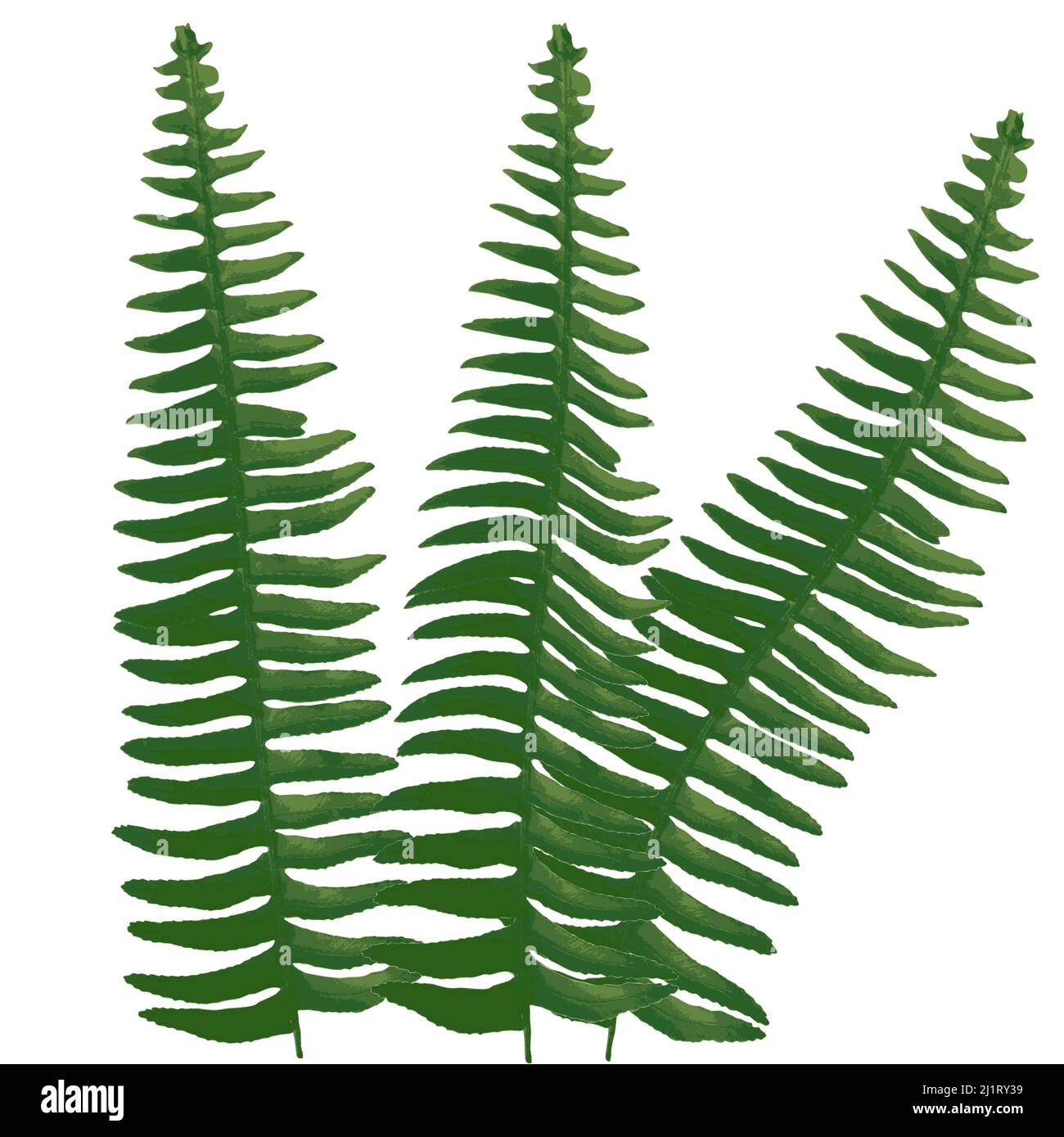 Three fern leaves hi-res stock photography and images - Alamy