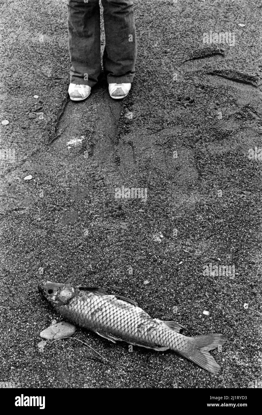 Dead fish washed up on a beach in Northern California Stock Photo - Alamy