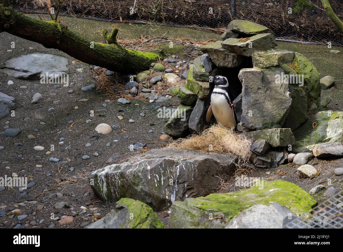 Point defiance park hi-res stock photography and images - Alamy
