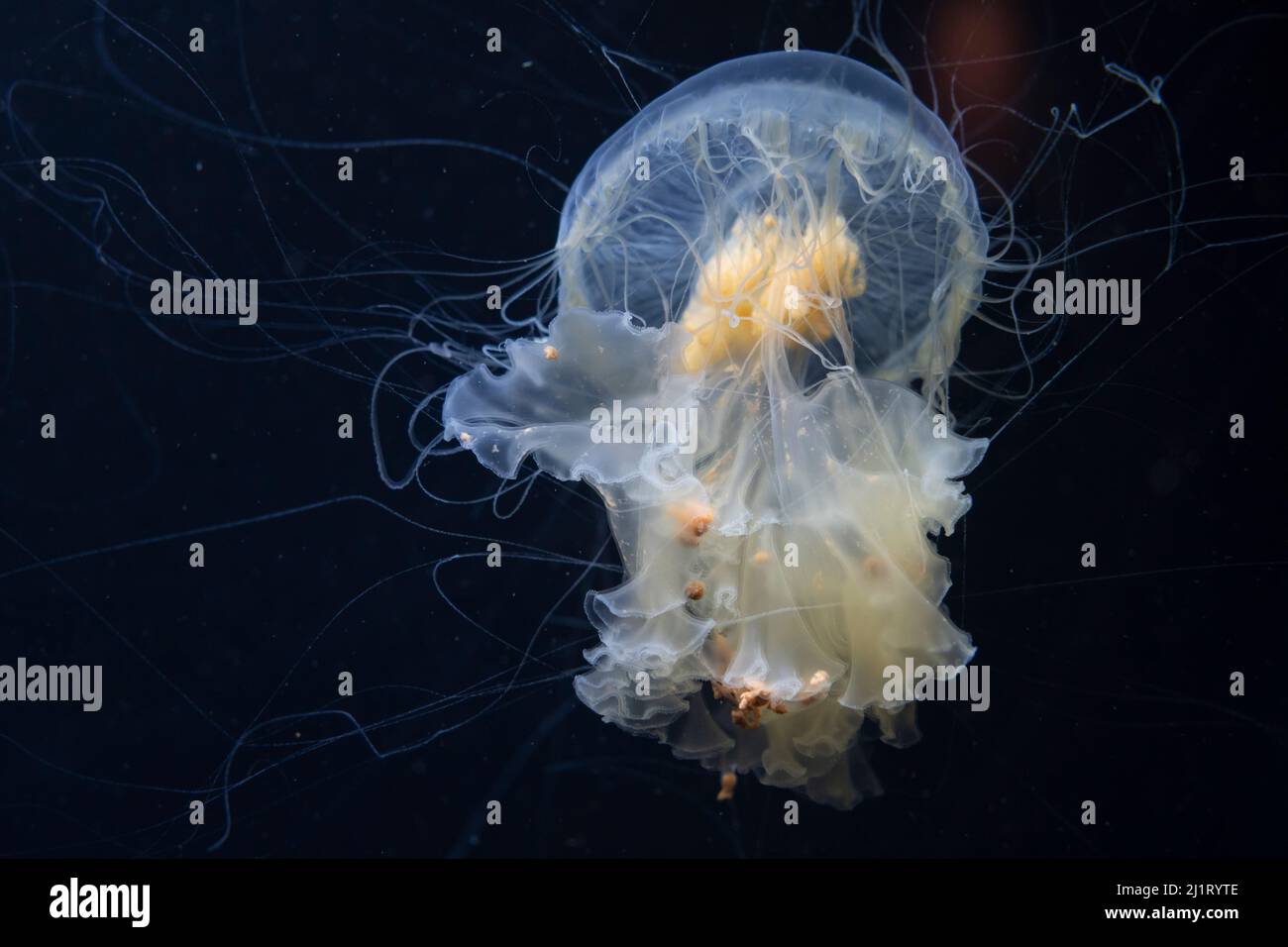 A egg-yolk jellyfish (Phacellophora camtschatica) on display at the ...