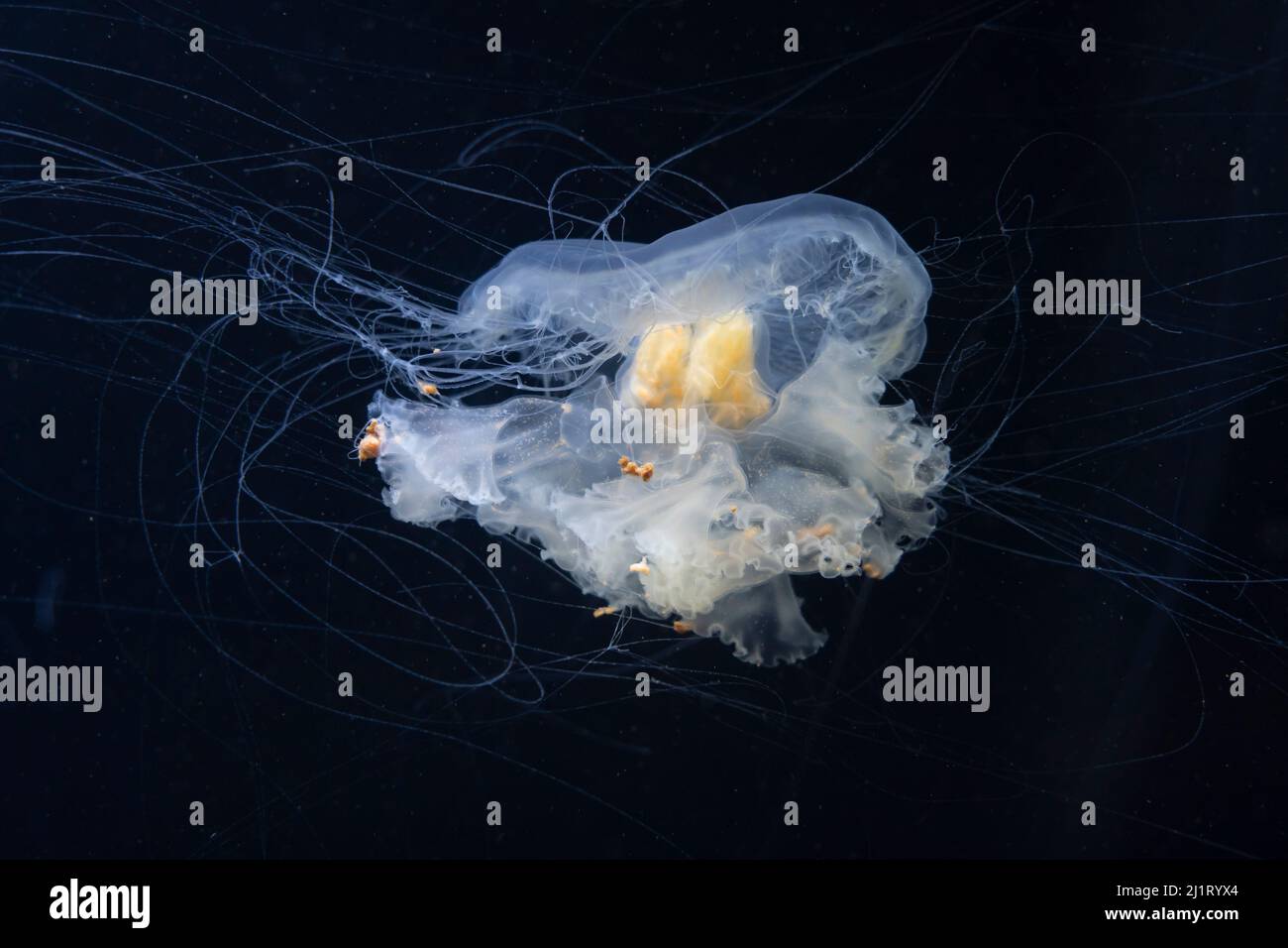 A egg-yolk jellyfish (Phacellophora camtschatica) on display at the ...