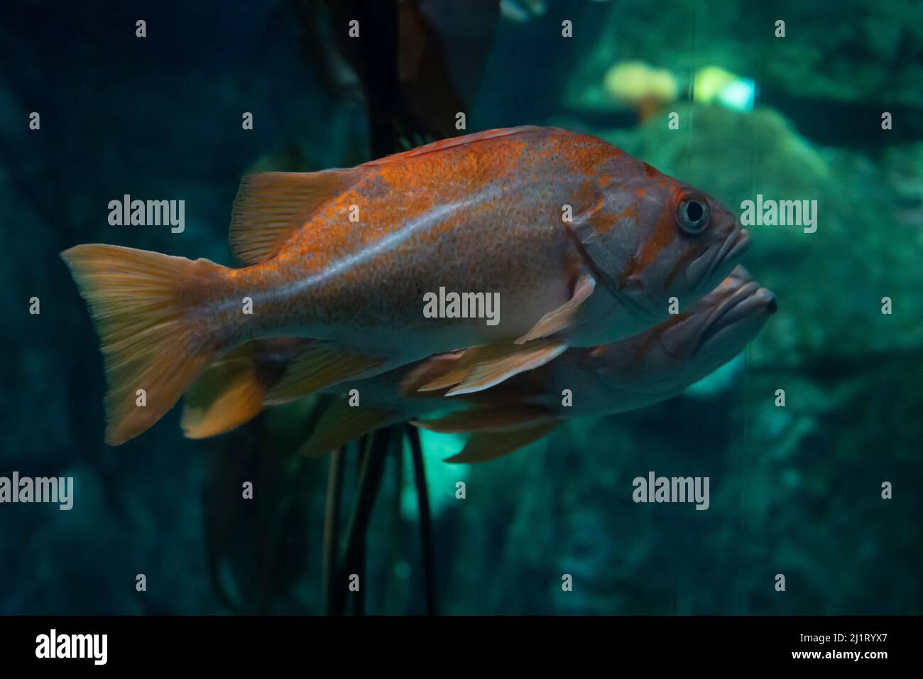A pair of canary rockfish (Sebastes pinniger) on display in the Coastal ...