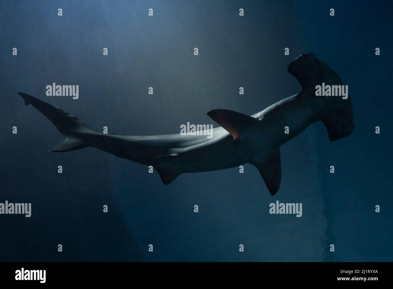 A scalloped hammerhead shark (Sphyrna lewini) swims in the Baja Bay ...