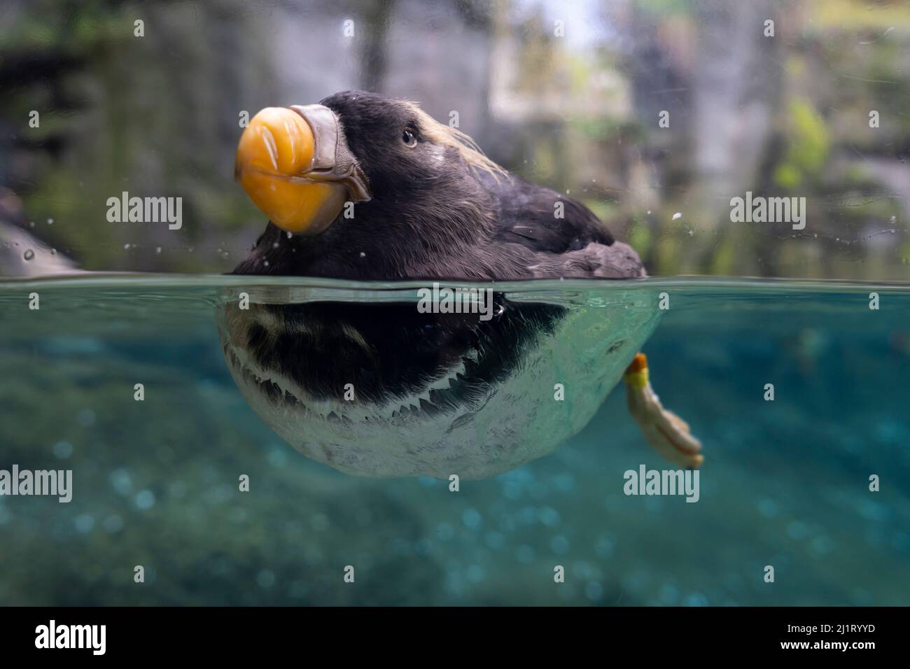 A curious tufted puffin (Fratercula cirrhata) keeps an eye on visitors ...