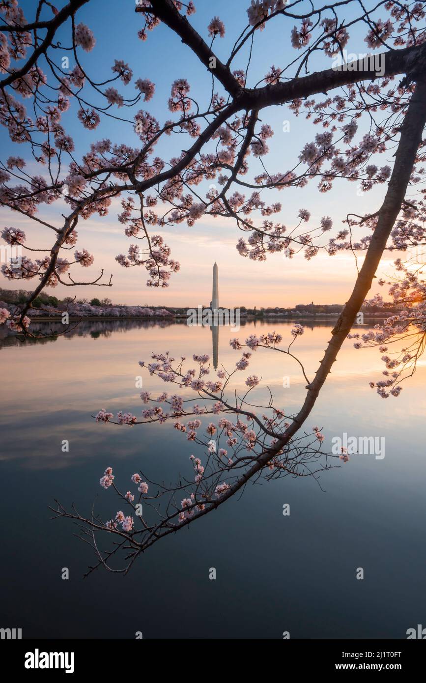 Dawn on the Tidal Basin in Washington DC as the springtime bloom of the ...