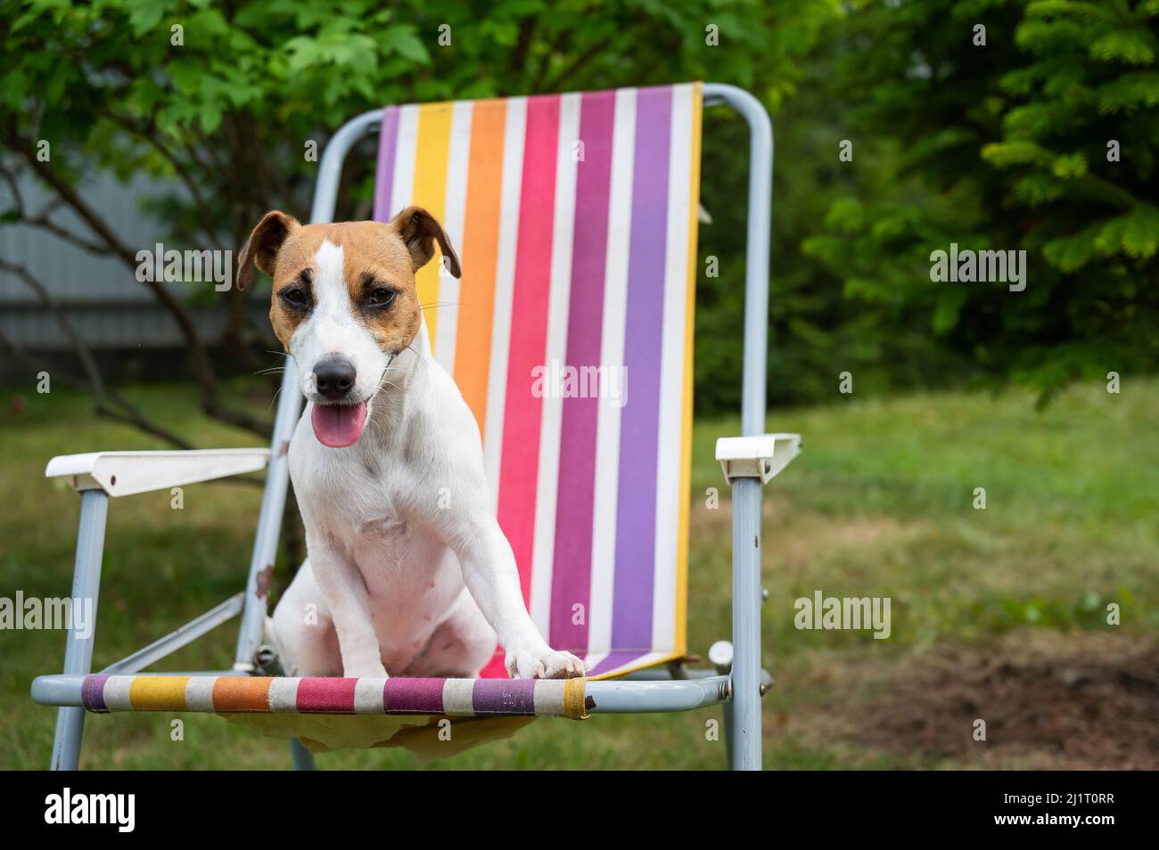Jack russell terrier dog is resting on a sun lounger. Summer vacation ...