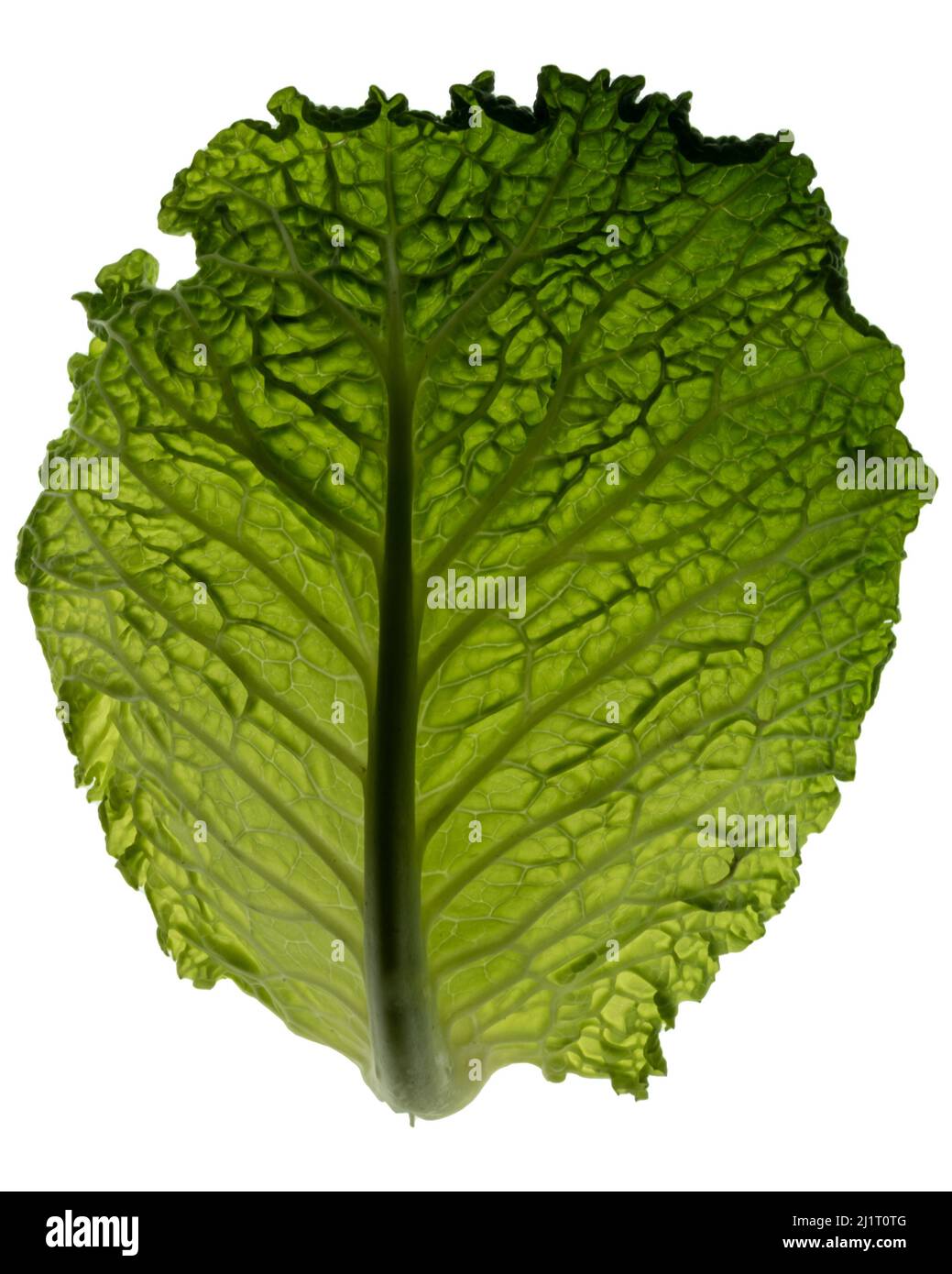 Green cabbage leaf close-up, veins and leaf structure isolated on white ...
