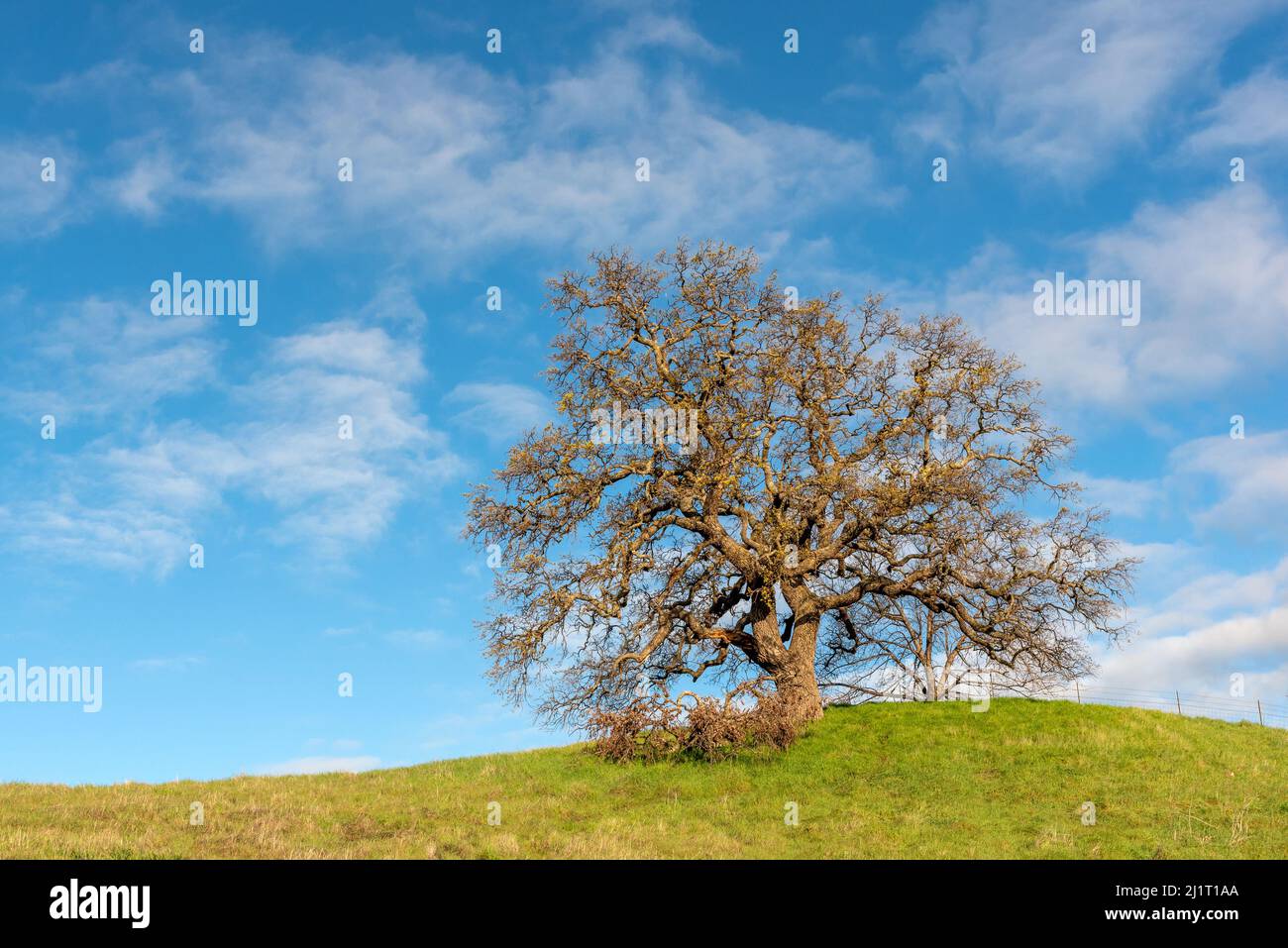 Blue Oak In Chaparral