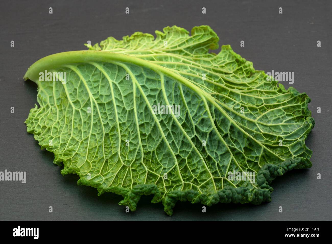 The leaf of a cabbage, closeup, showing the veins and leaf structure ...