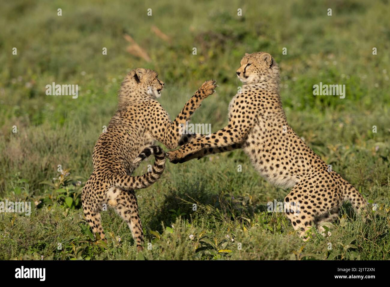 Young cheetahs fighting hi-res stock photography and images - Alamy