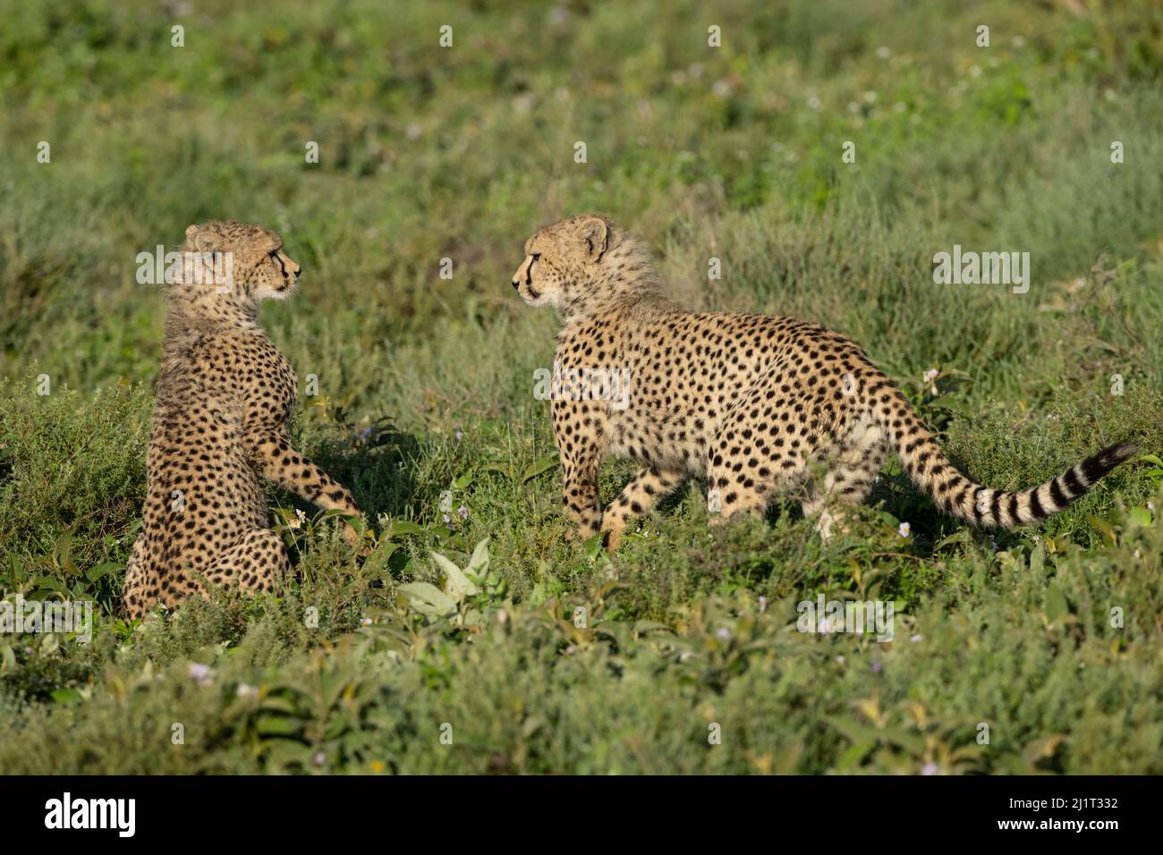 Cheetah siblings fighting hi-res stock photography and images - Alamy
