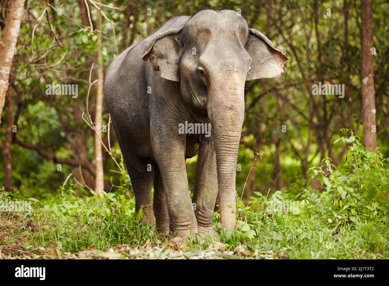Elephant standing - Thailand. Full-length image of an Asian elephant ...