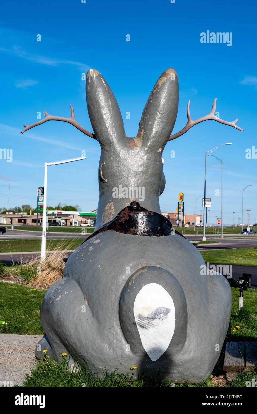 Antelope jack rabbit hi-res stock photography and images - Alamy