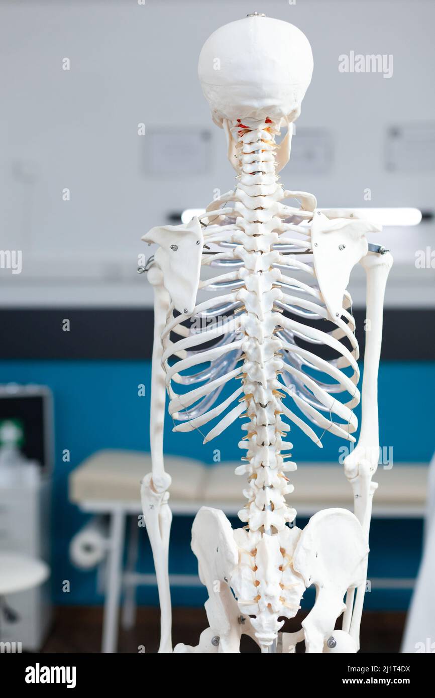 Skeleton model of human body standing in empty doctor office with ...