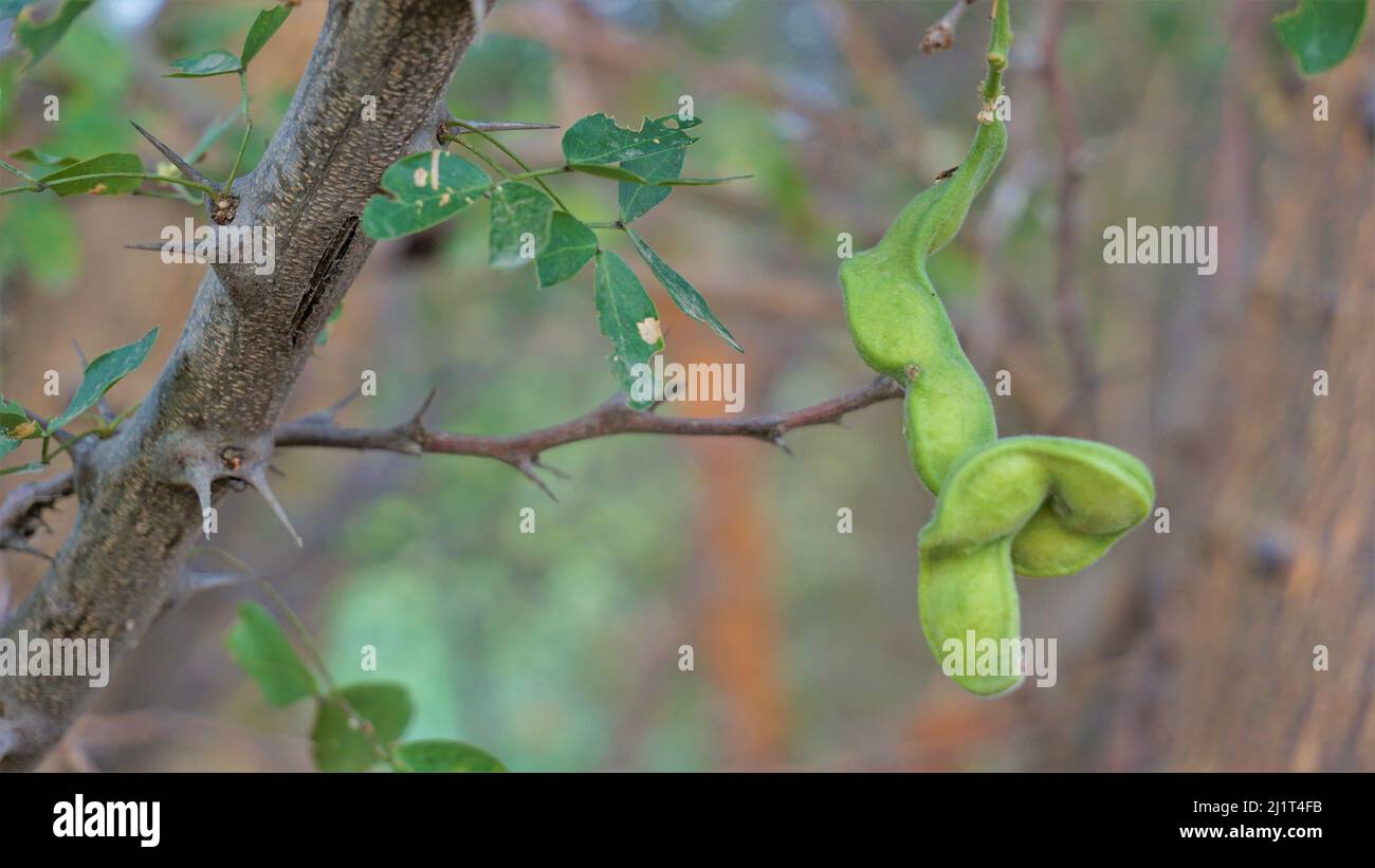 Pithecellobium dulce also known as Manila tamarind, Camachile ...