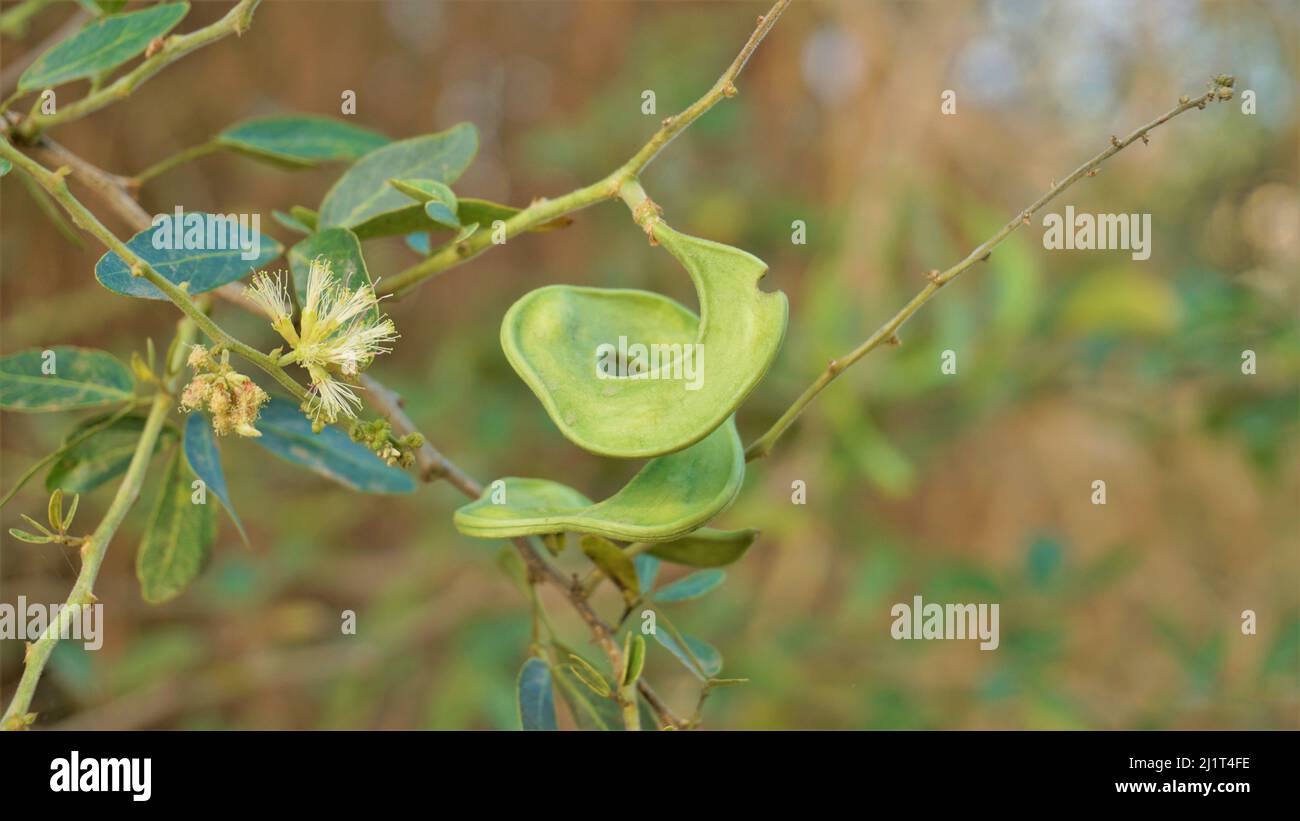 Pithecellobium hi-res stock photography and images - Alamy