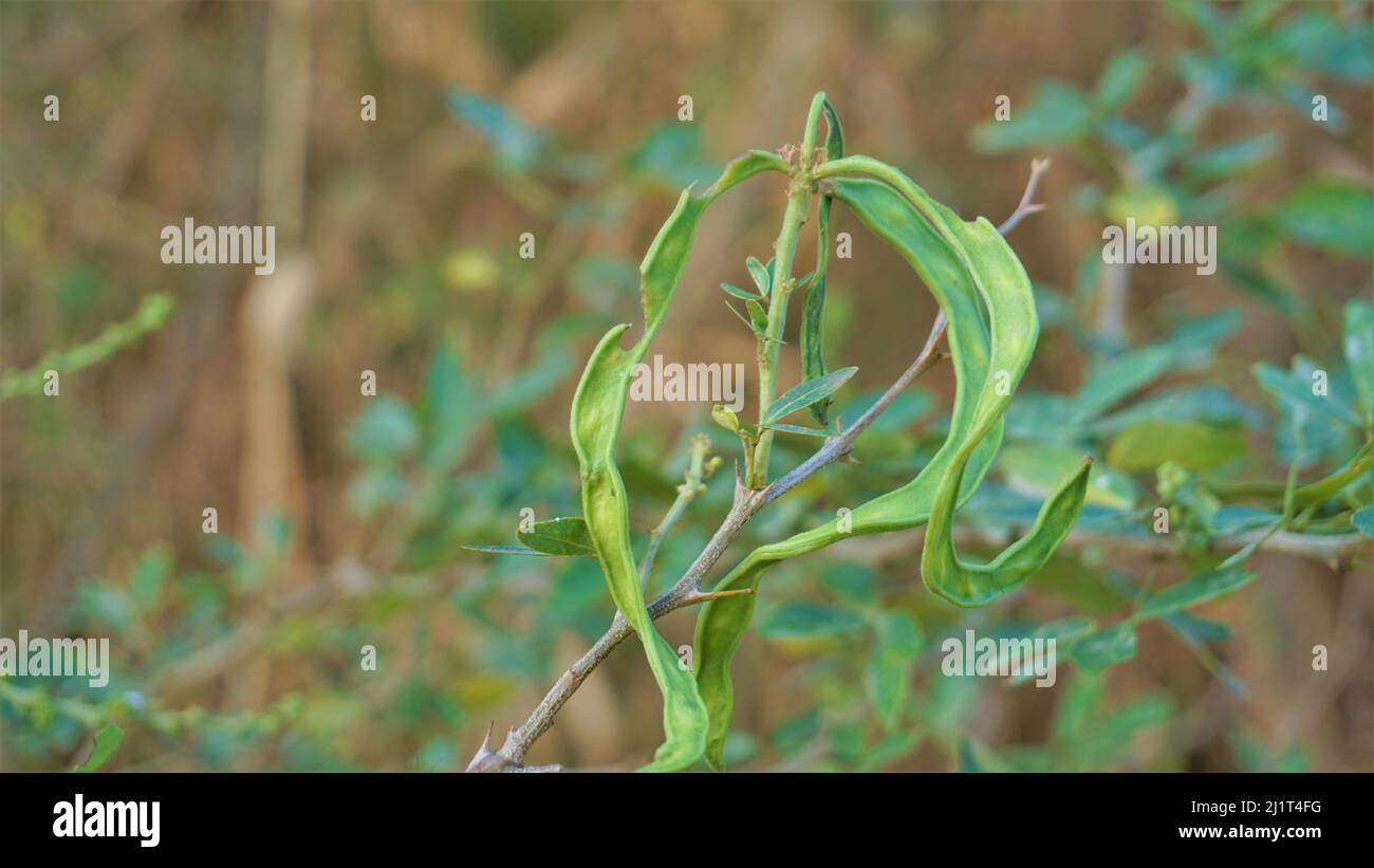 Pithecellobium hi-res stock photography and images - Alamy