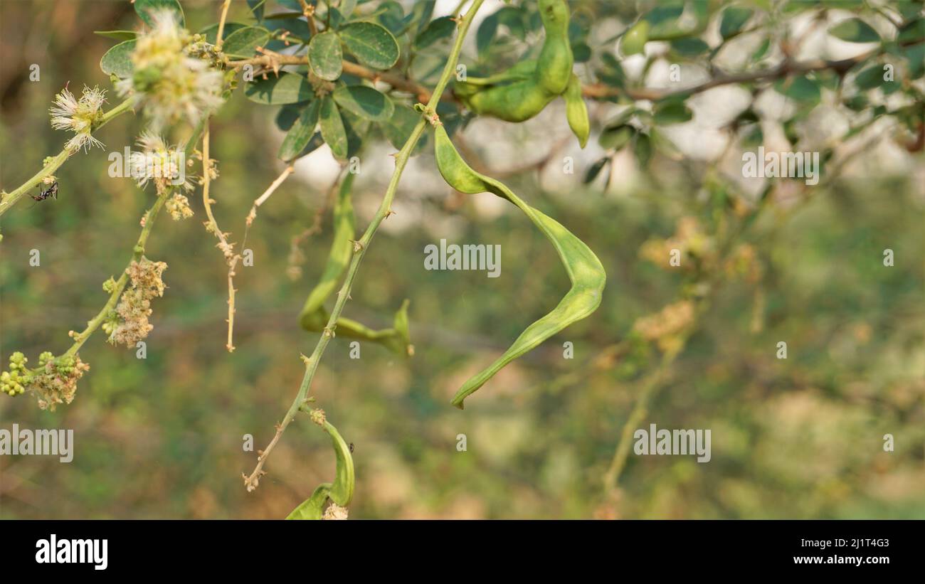 Pithecellobium dulce also known as Manila tamarind, Camachile ...