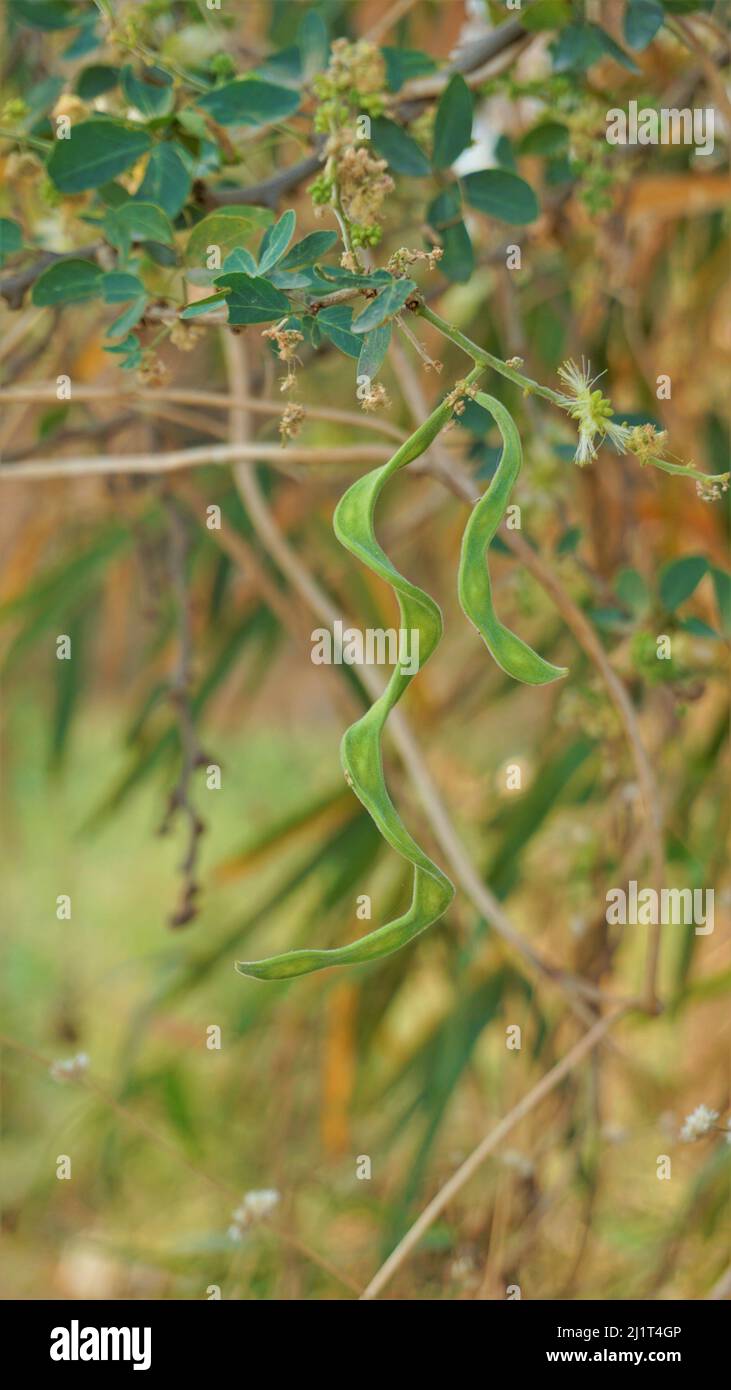 Manila tamarind pithecellobium dulce hi-res stock photography and ...