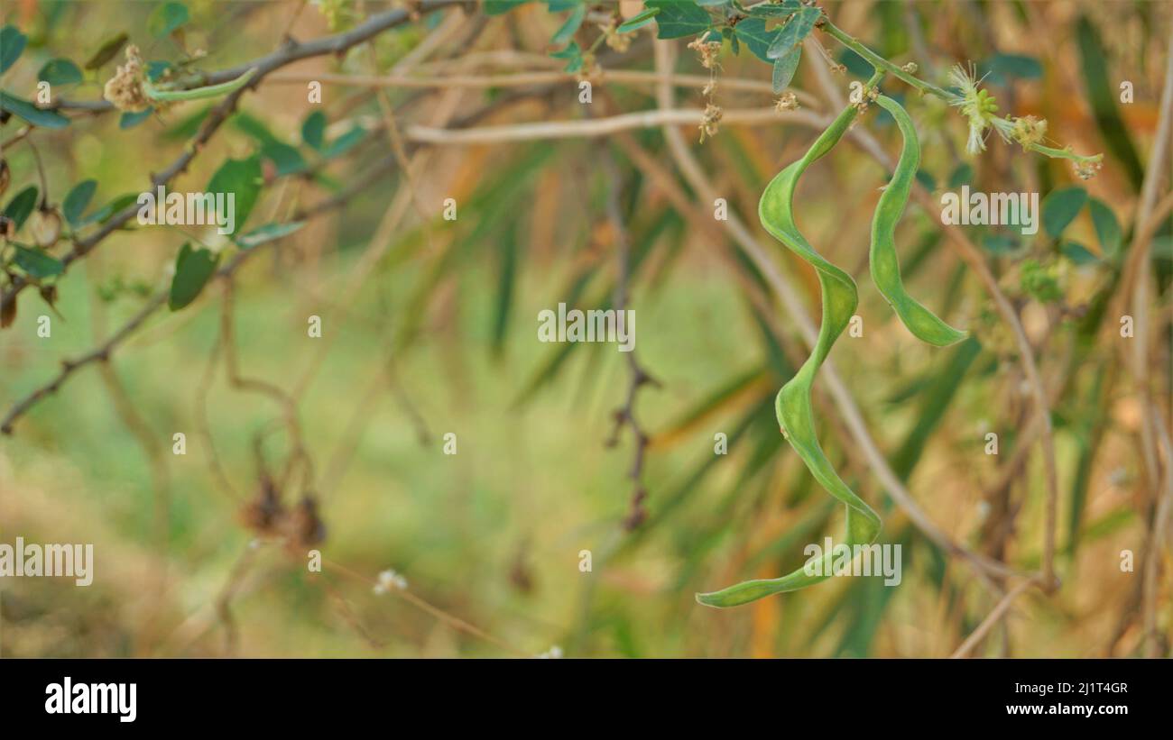 Pithecellobium hi-res stock photography and images - Alamy