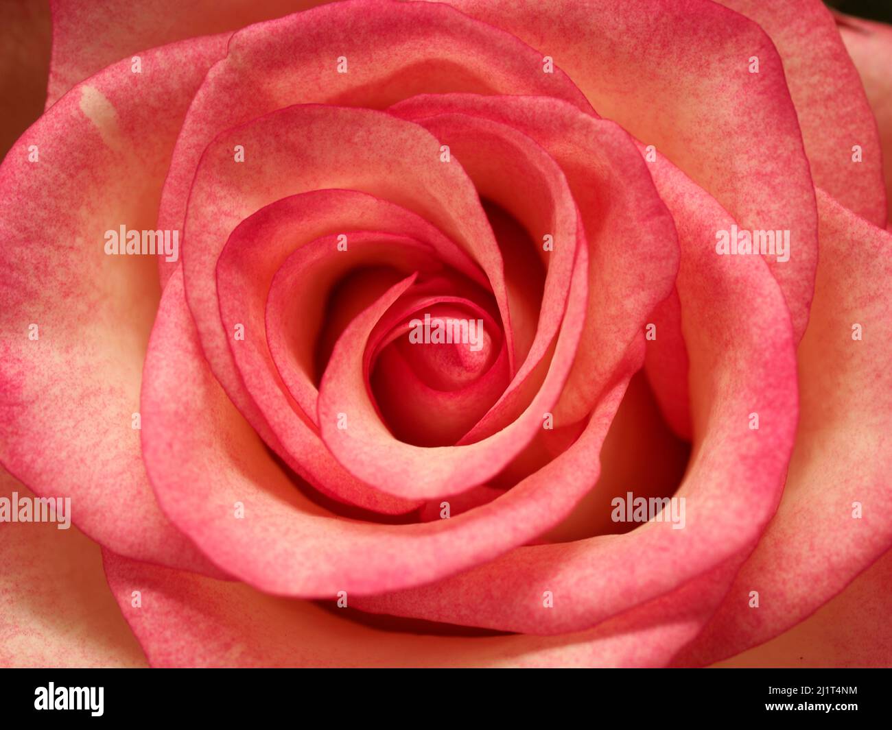 White rose layers macro hi-res stock photography and images - Alamy