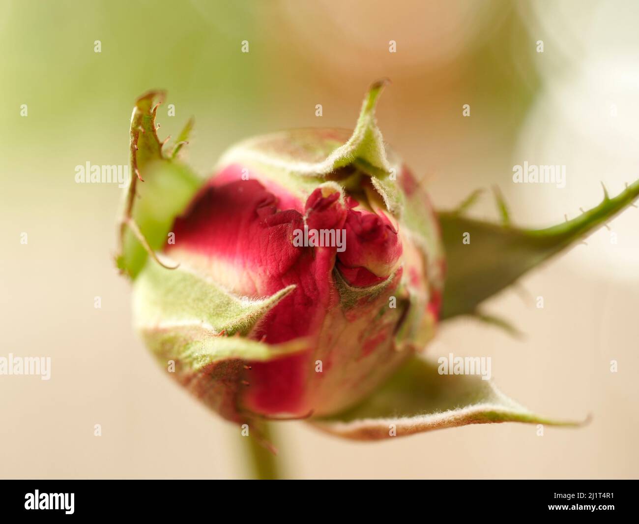 Beauty of imperfect flower hi-res stock photography and images - Alamy