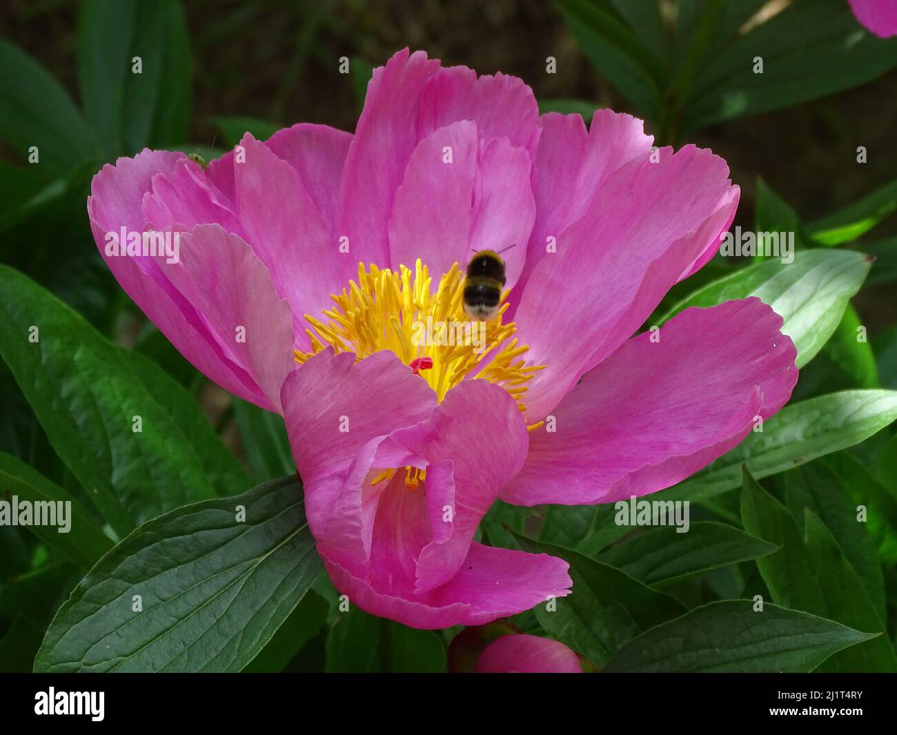 Peony and butterflies hi-res stock photography and images - Alamy