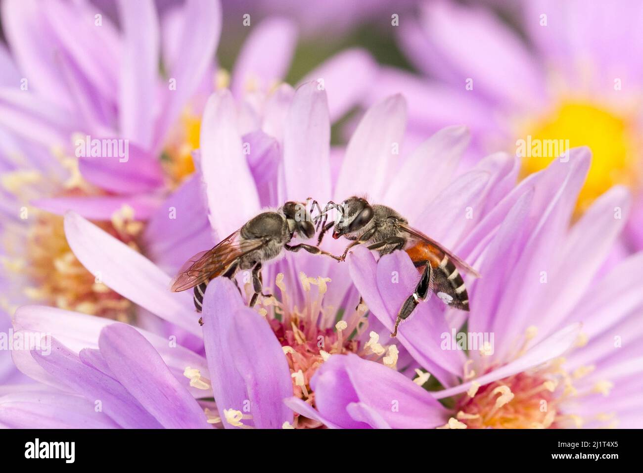 A macro focus shot of two of apis florea standing on a purple flower in ...