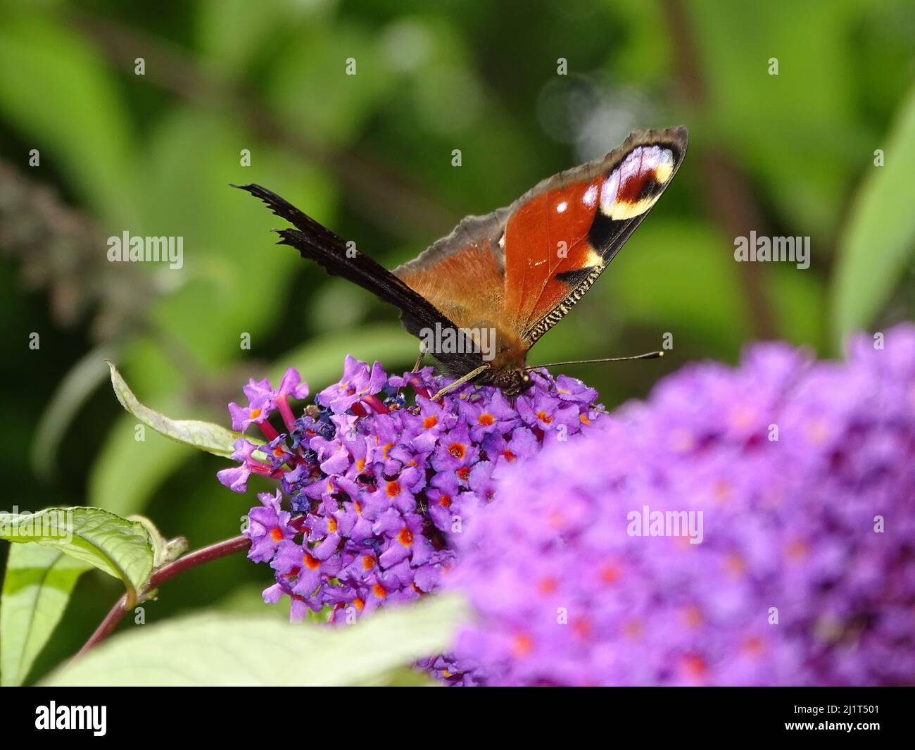 A shallow focus shot of a peacock butterfly collecting Pollen from a ...
