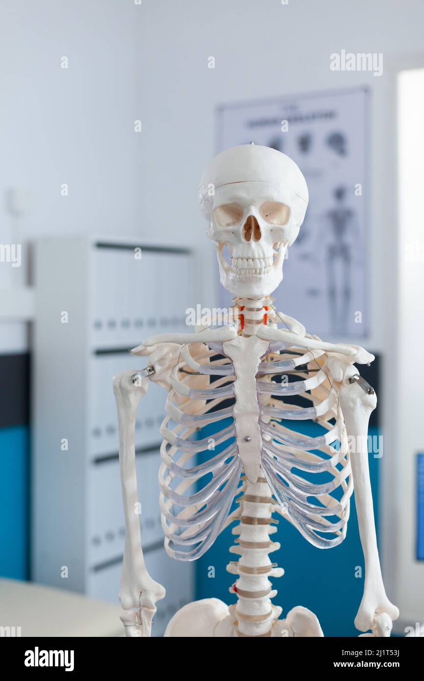 Portrait of human body skeleton standing in empty office with nobody in ...