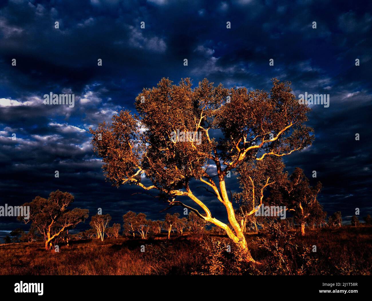 Eucalyptus Gum Tree Landscape, Pilbara, Northwest Australia Stock Photo ...
