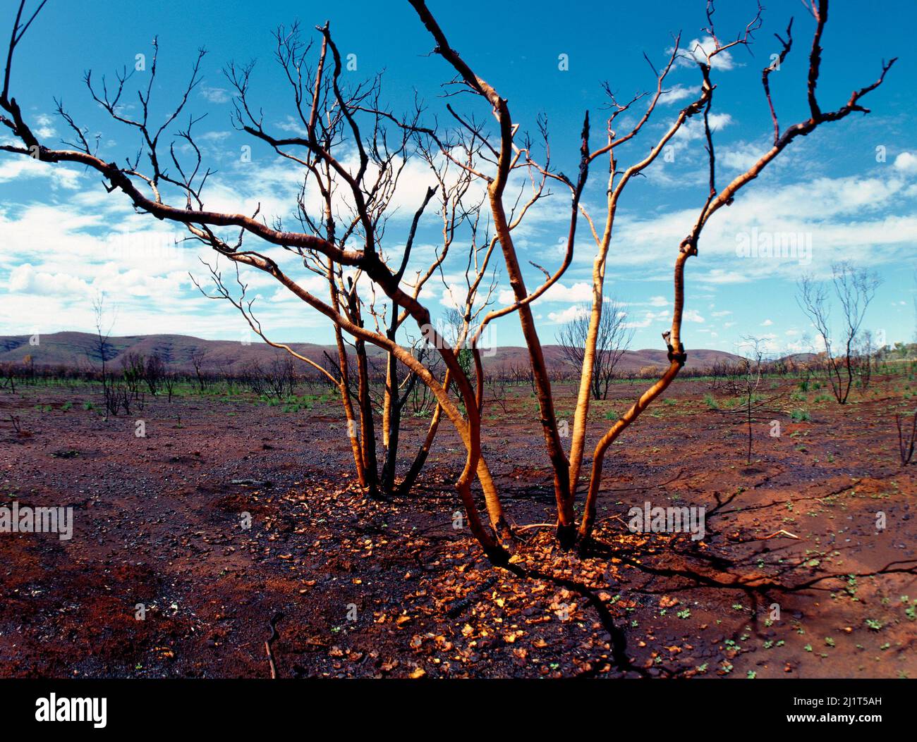 Burnt Tree and Landscape, Pilbara, Northwest Australia Stock Photo - Alamy