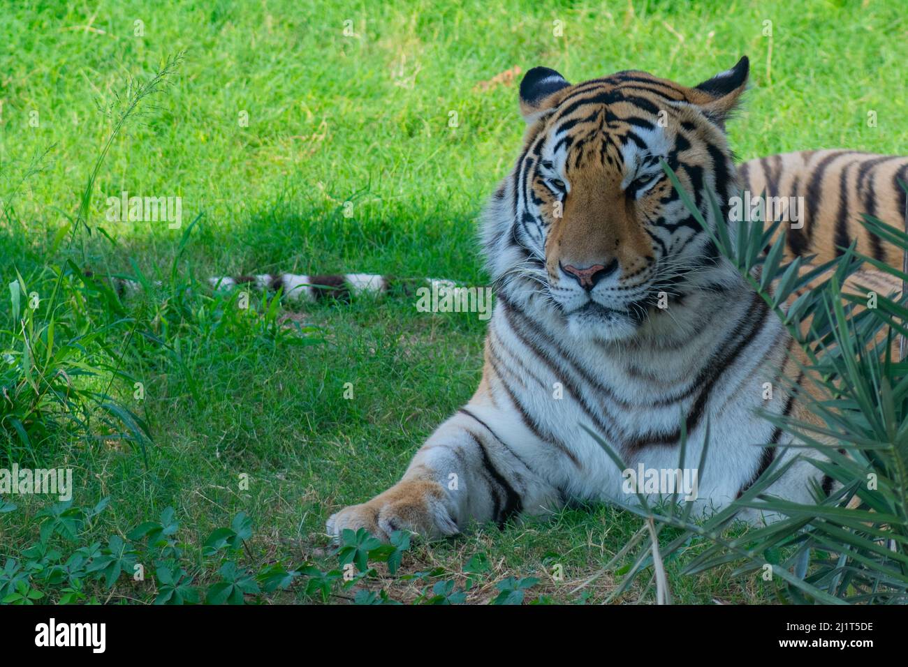 Bengal tiger lies under a tree in the zoo Stock Photo - Alamy