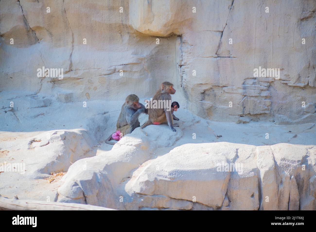 suborder of mammals from the order of primates Stock Photo - Alamy