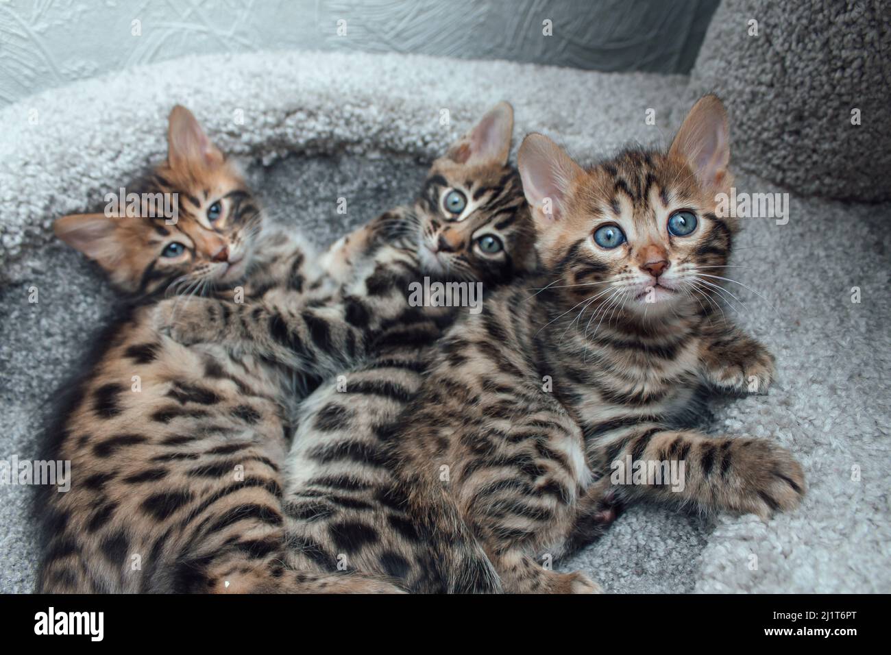 Two young cute bengal cats laying on a soft cat's shelf of a cat's ...