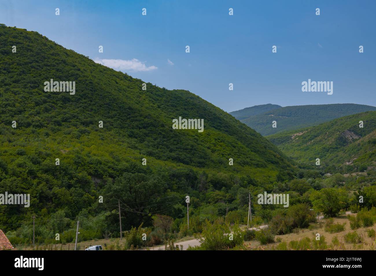 very unique colchis forests with evergreen undergrowth in georgia Stock ...
