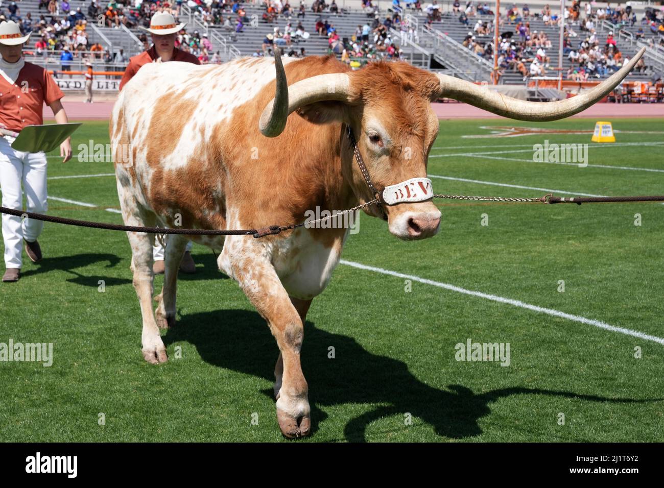 Texas Longhorns mascot Bevo XV during the 94th Clyde Littlefield Texas ...