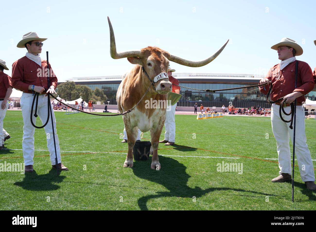 Texas Longhorns mascot Bevo XV during the 94th Clyde Littlefield Texas ...
