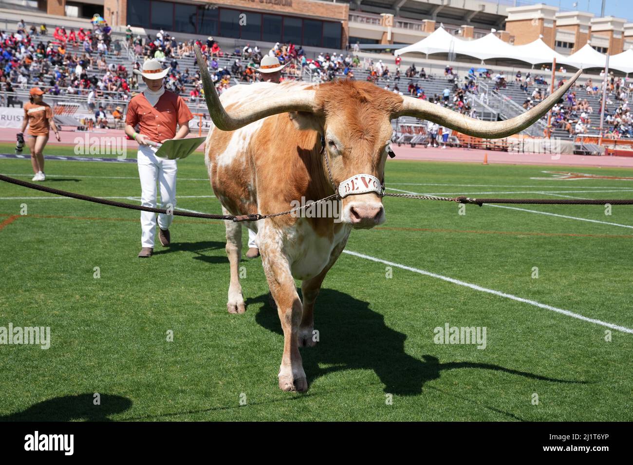 Texas Longhorns mascot Bevo XV during the 94th Clyde Littlefield Texas ...