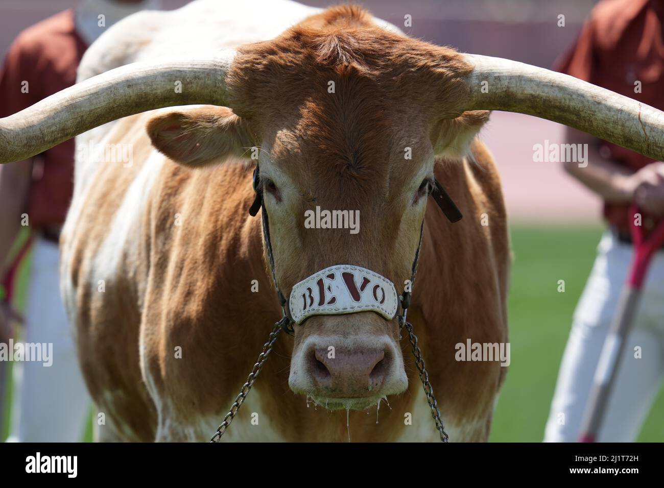 Texas Longhorns mascot Bevo XV during the 94th Clyde Littlefield Texas ...