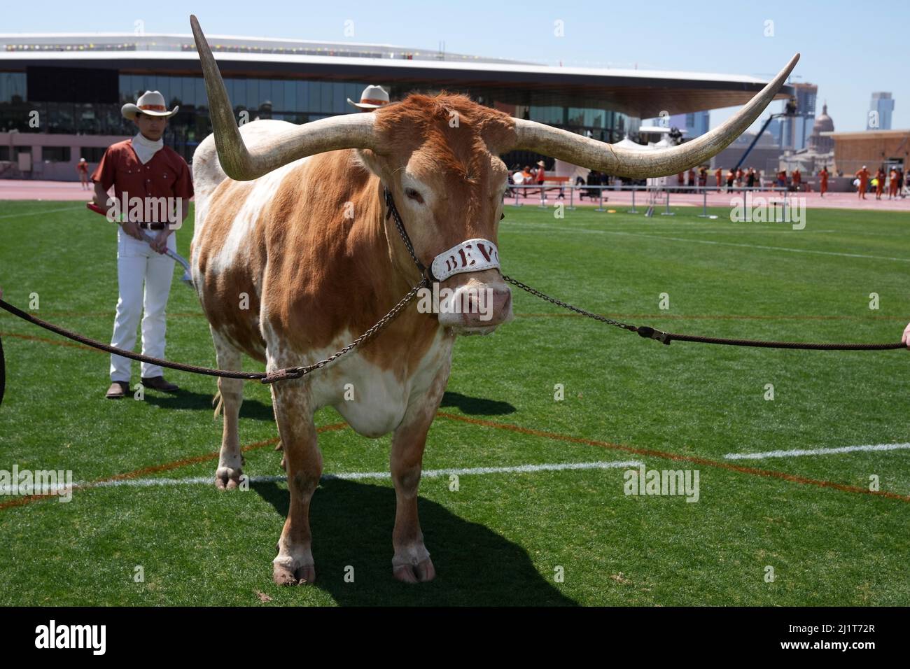Texas Longhorns mascot Bevo XV during the 94th Clyde Littlefield Texas ...