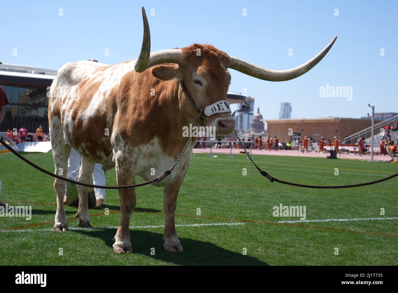 Texas Longhorns mascot Bevo XV during the 94th Clyde Littlefield Texas ...