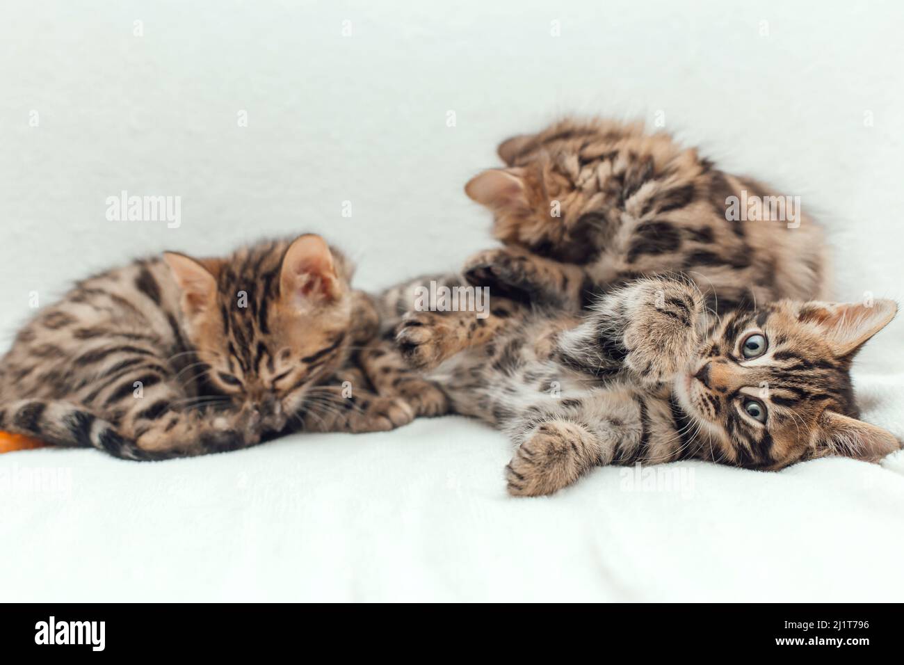 Three cute one month old kittens on a furry white blanket Stock Photo ...
