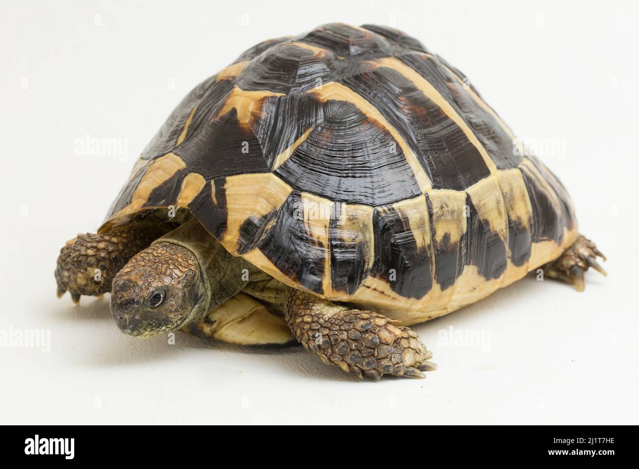 Hermann's tortoise Testudo hermanni isolated on white background Stock ...