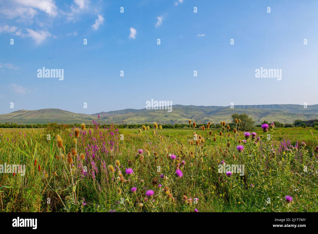 Colchis forest hi-res stock photography and images - Alamy