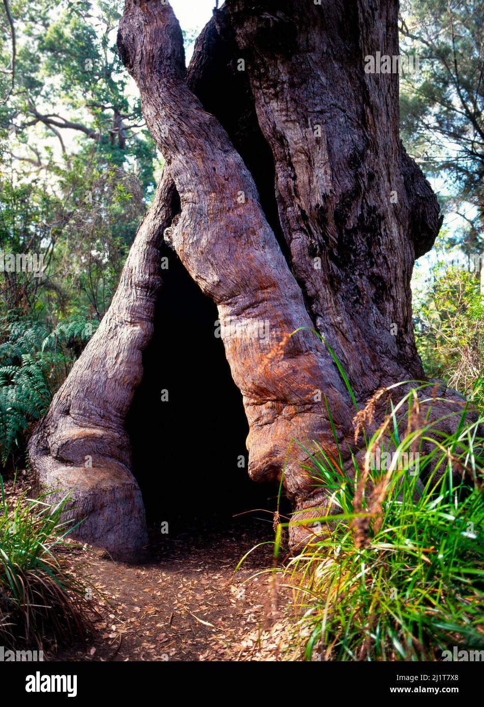 The Trunk of a Giant Eucalyptus Gum Tree, Tasmania, Australia Stock ...